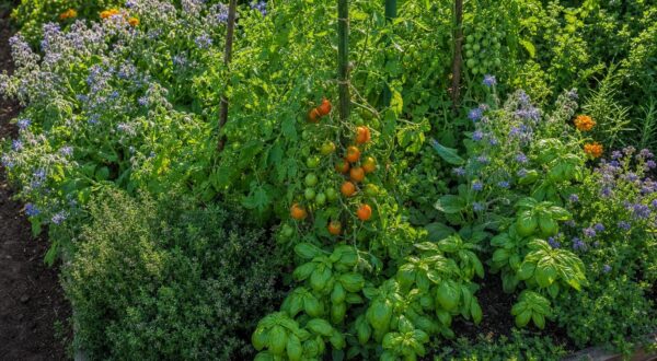 Tomates : si vous ne plantez pas ces herbes à leurs pieds, vous gâchez ...